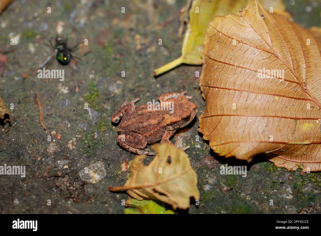 A still very young common toad, a Bufo bufo in a wet ditch Stock Photo ...