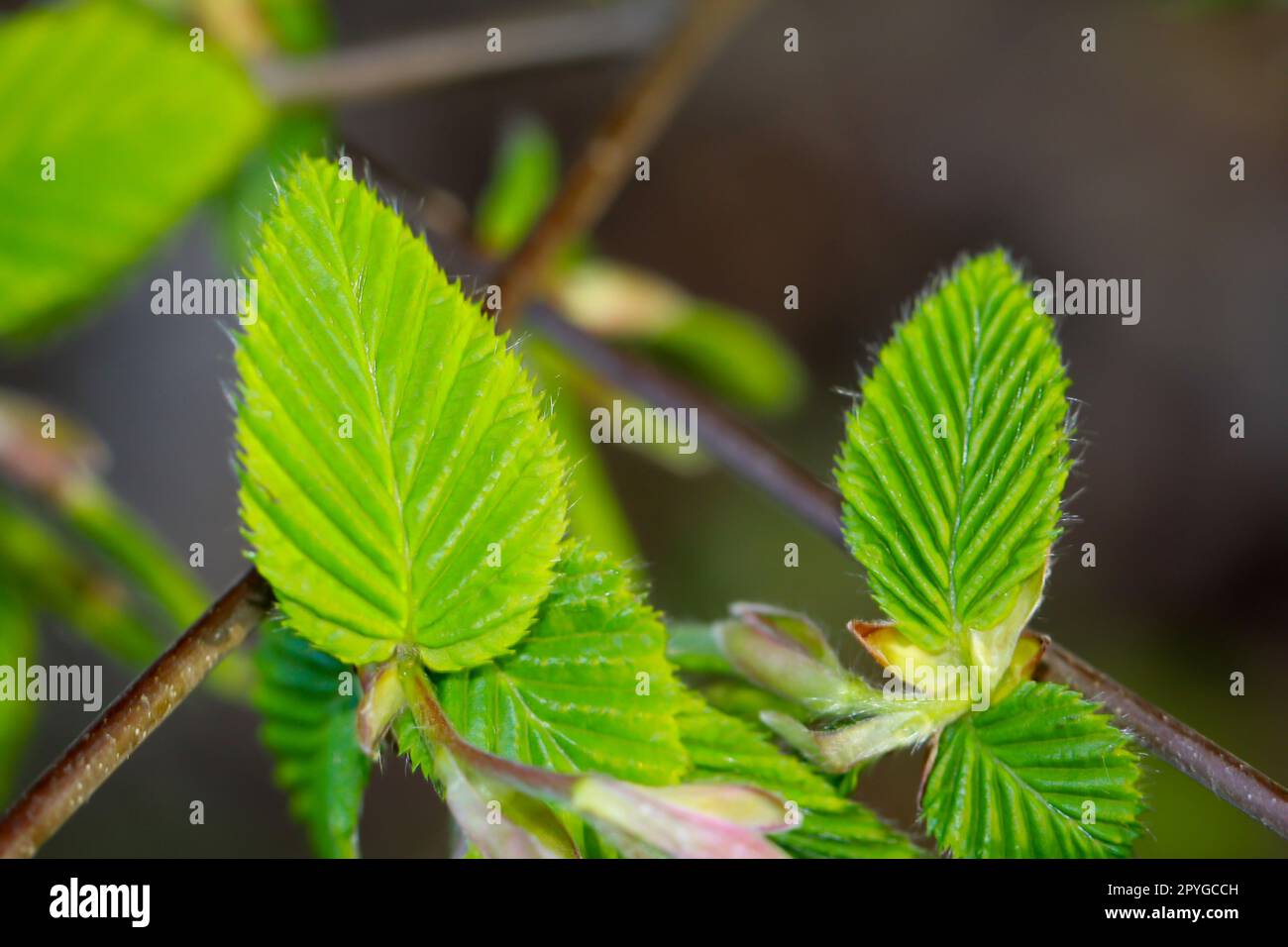 The fresh young shoots, spring leaves of trees Stock Photo - Alamy