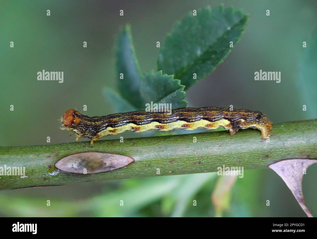 The caterpillar of a large frost moth, Erannis defoliaria on a plant ...