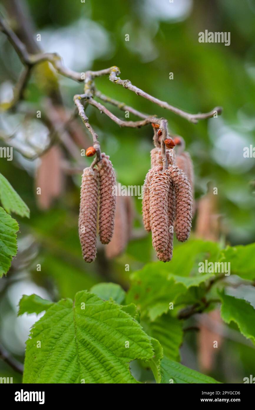 The flowers of the hazel, Corylus avellana L Stock Photo - Alamy