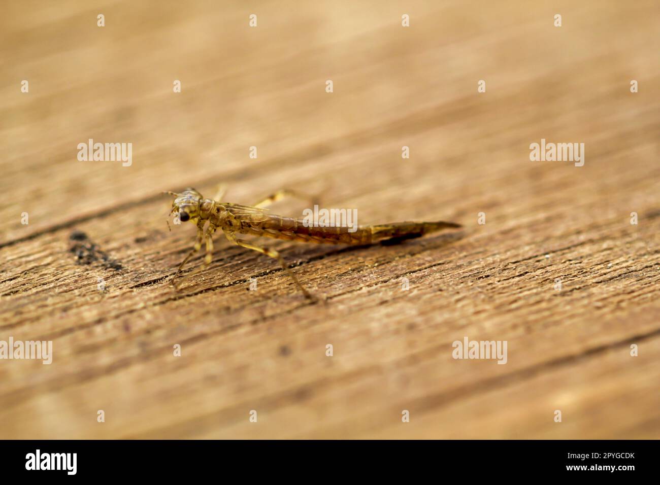 The larva of an immature dragonfly Stock Photo - Alamy