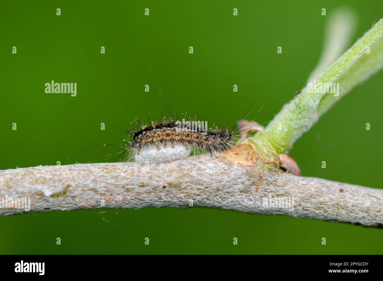 A caterpillar of the sponge moth, Lymantria dispar on a branch of a ...