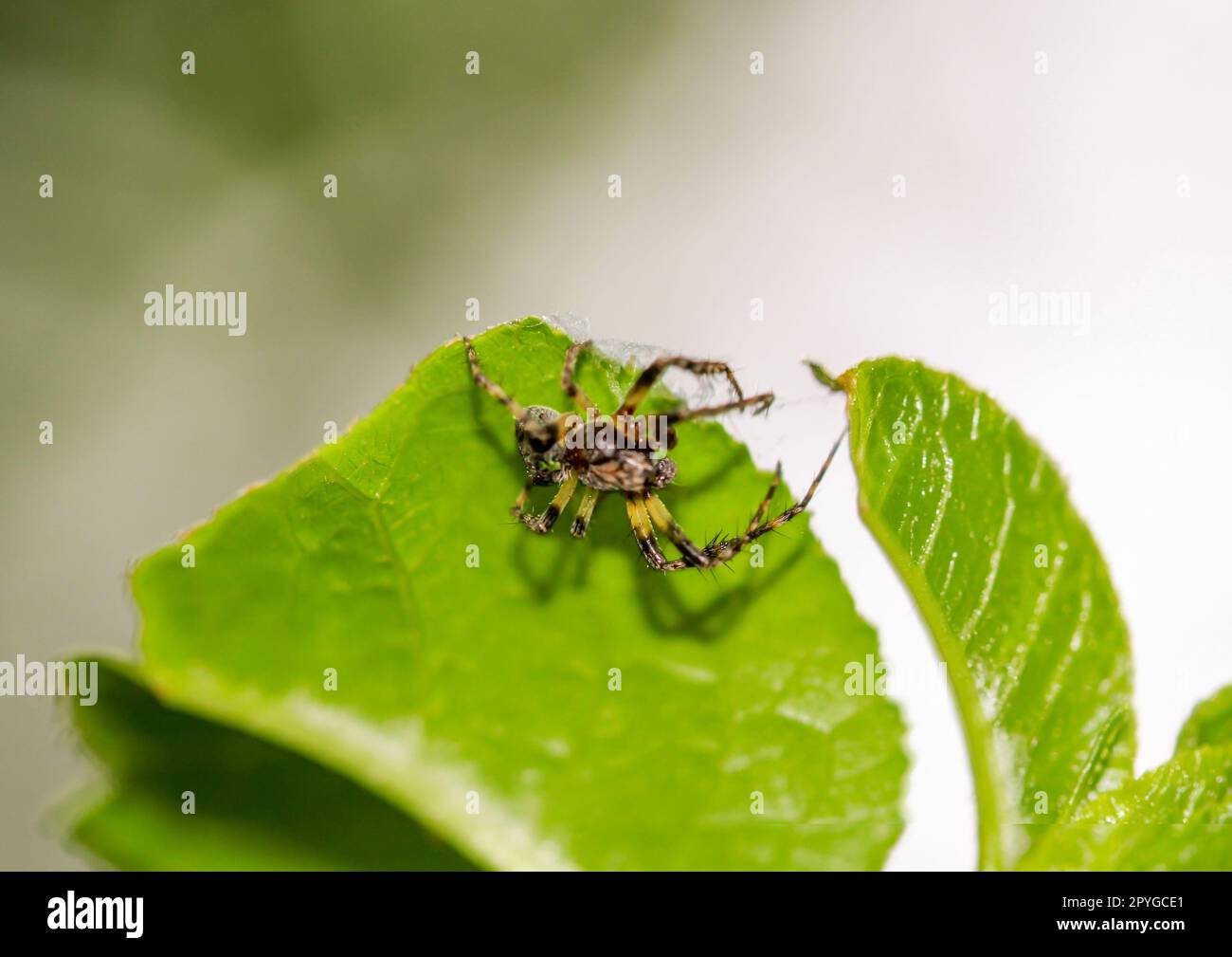 Humpback spider hi-res stock photography and images - Alamy