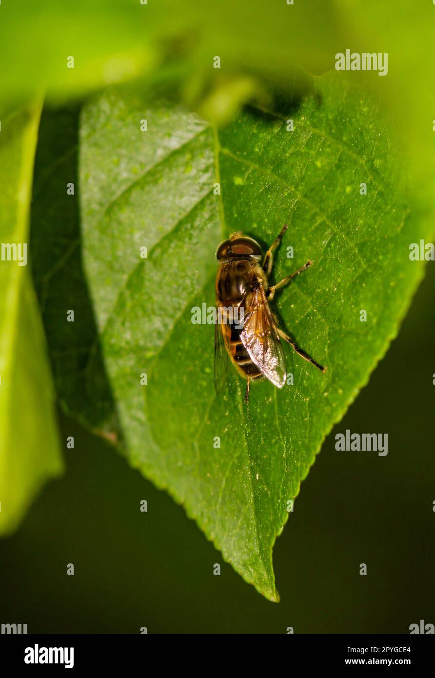 Dung bee hi-res stock photography and images - Alamy