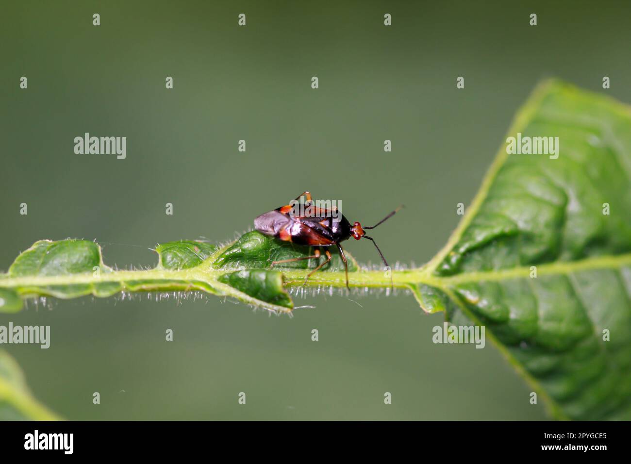 A red bug, a common nimrod with black spots on the wings Stock Photo ...
