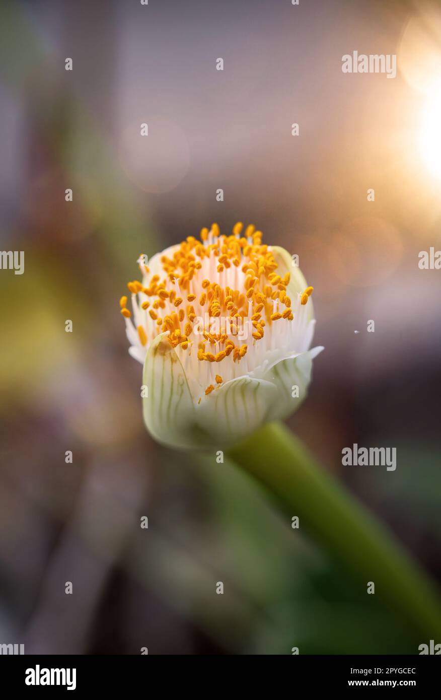 The flower of the elephant ear, Alocasia odora. close-up of an exotic ...