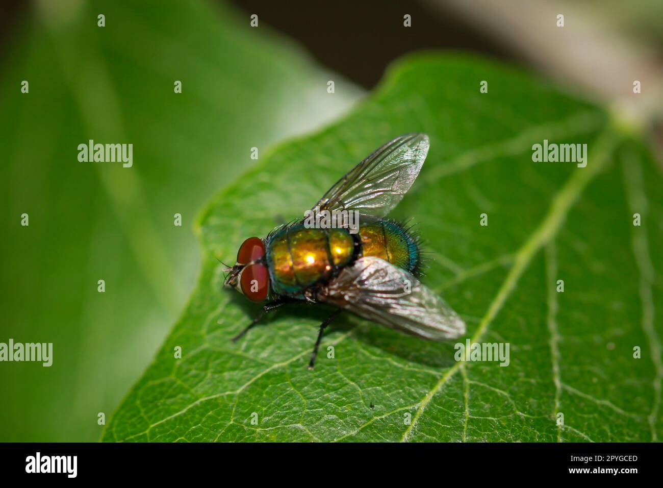 Bug eye hi-res stock photography and images - Alamy
