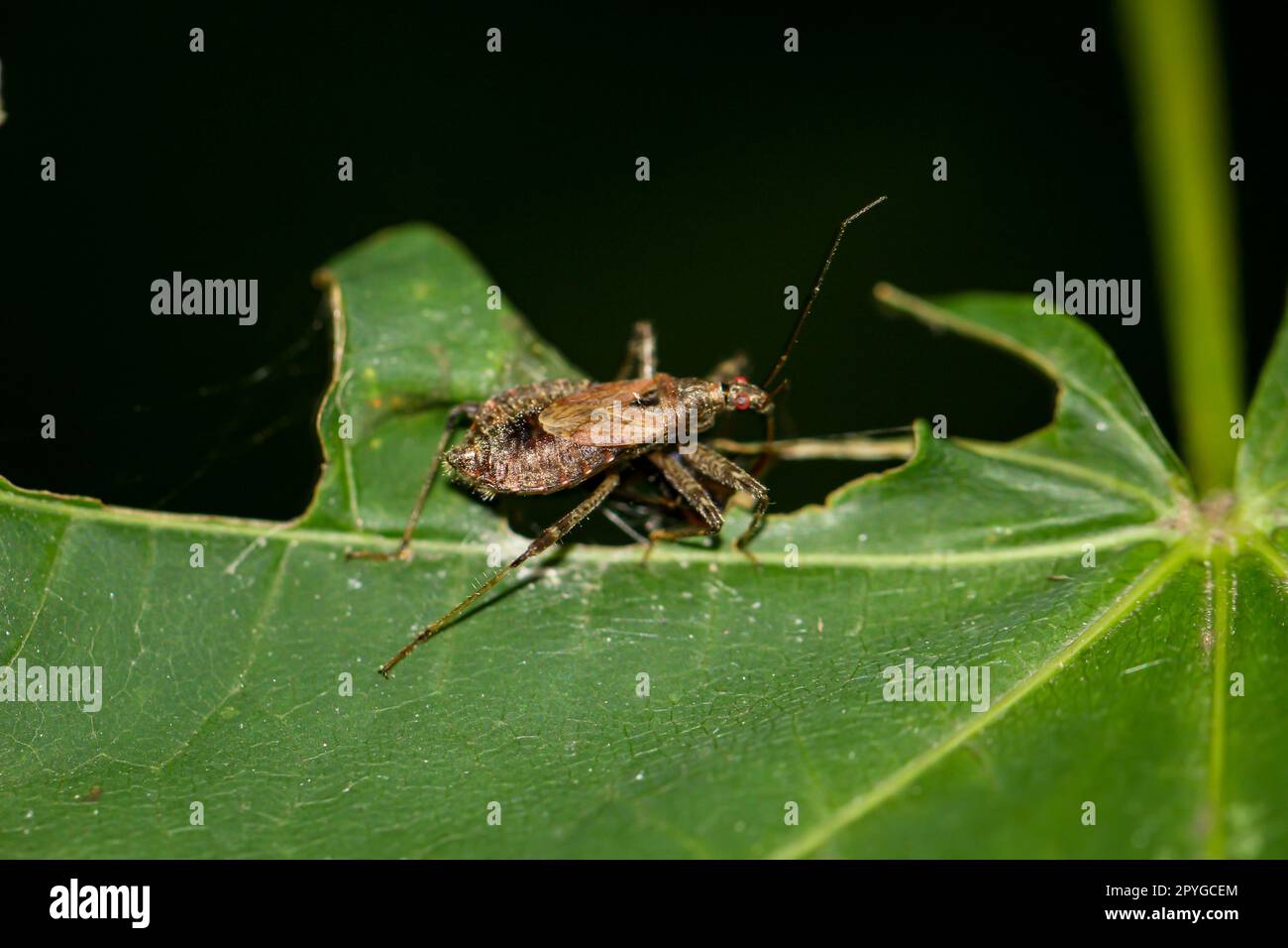 A longhorn bush predator Himacerus apterus on a plant Stock Photo - Alamy