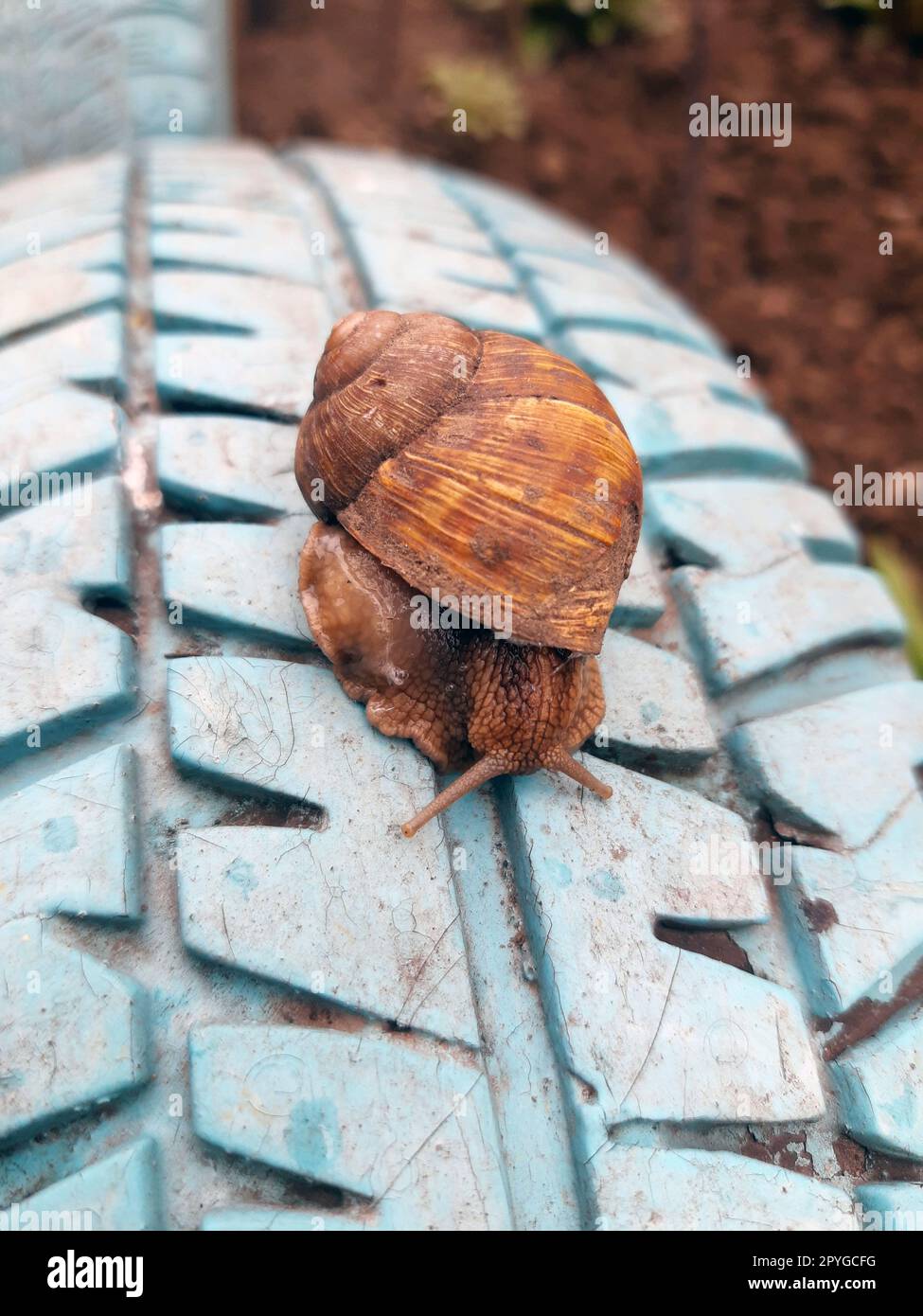 Grape snail on the tread of an automobile wheel close-up Stock Photo ...