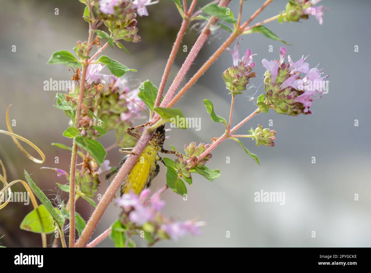 Brown grasshopper with yellow belly Stock Photo - Alamy