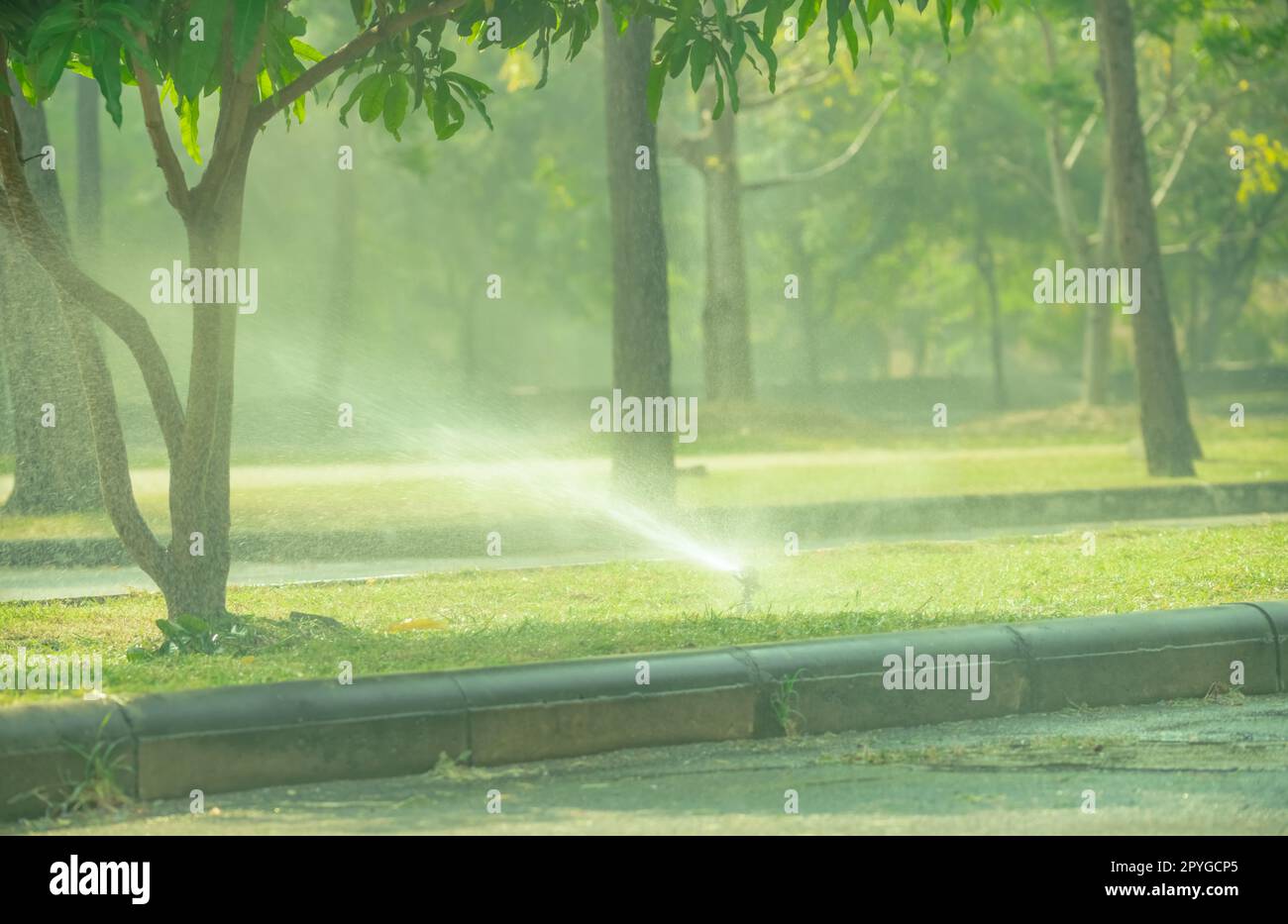 Automatic lawn sprinkler watering green grass on sunny summer days ...