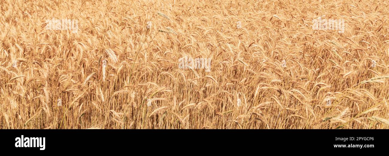 Wheat field rural hi-res stock photography and images - Alamy