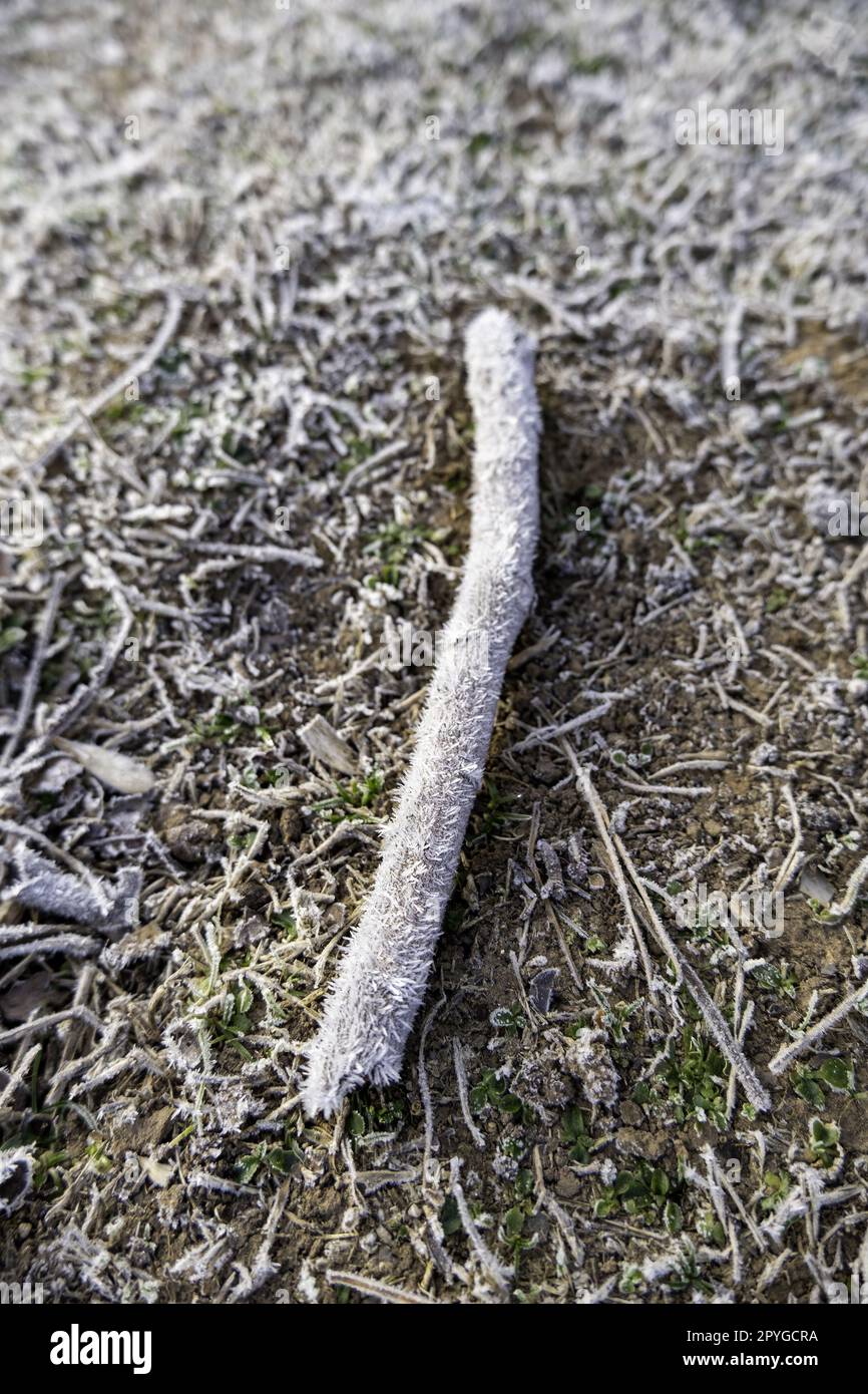 Frozen fallen leaf Stock Photo - Alamy