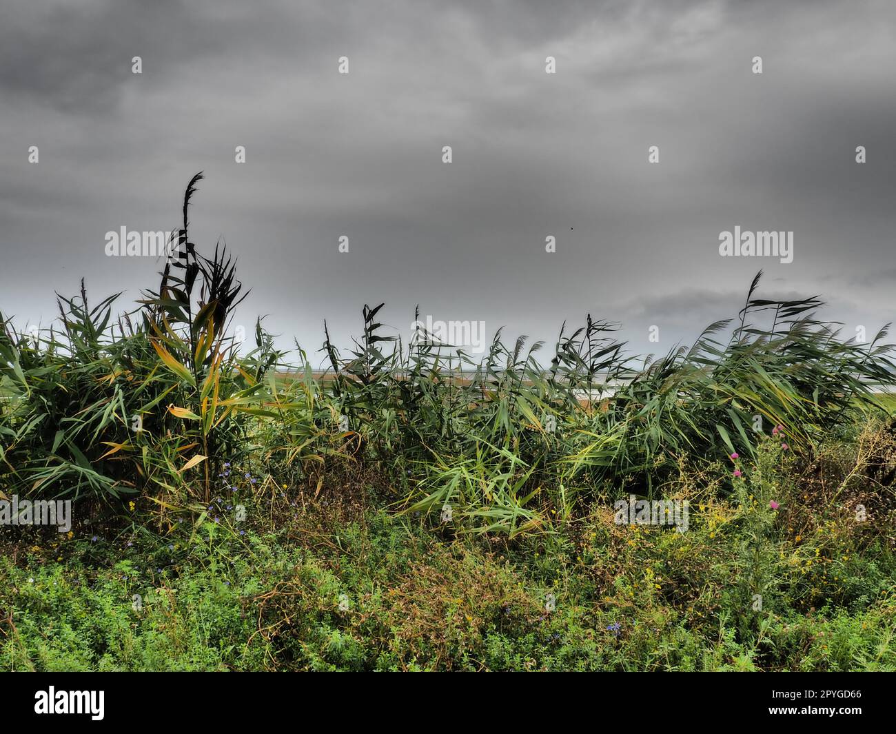 Common reed, or southern reed, Phragmites australis, a tall perennial ...