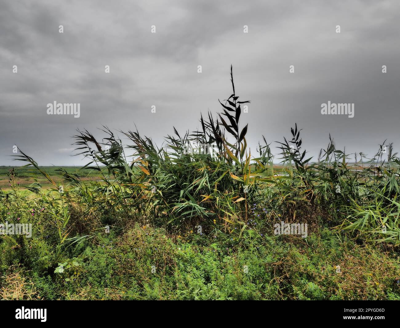 Common reed, or southern reed, Phragmites australis, a tall perennial ...