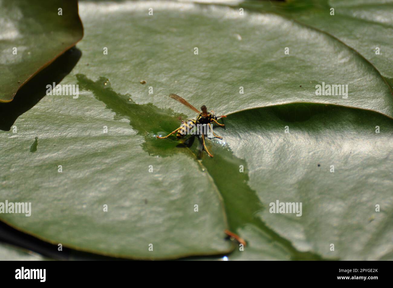 Closeup of a wasp on a water lily leaf Stock Photo - Alamy
