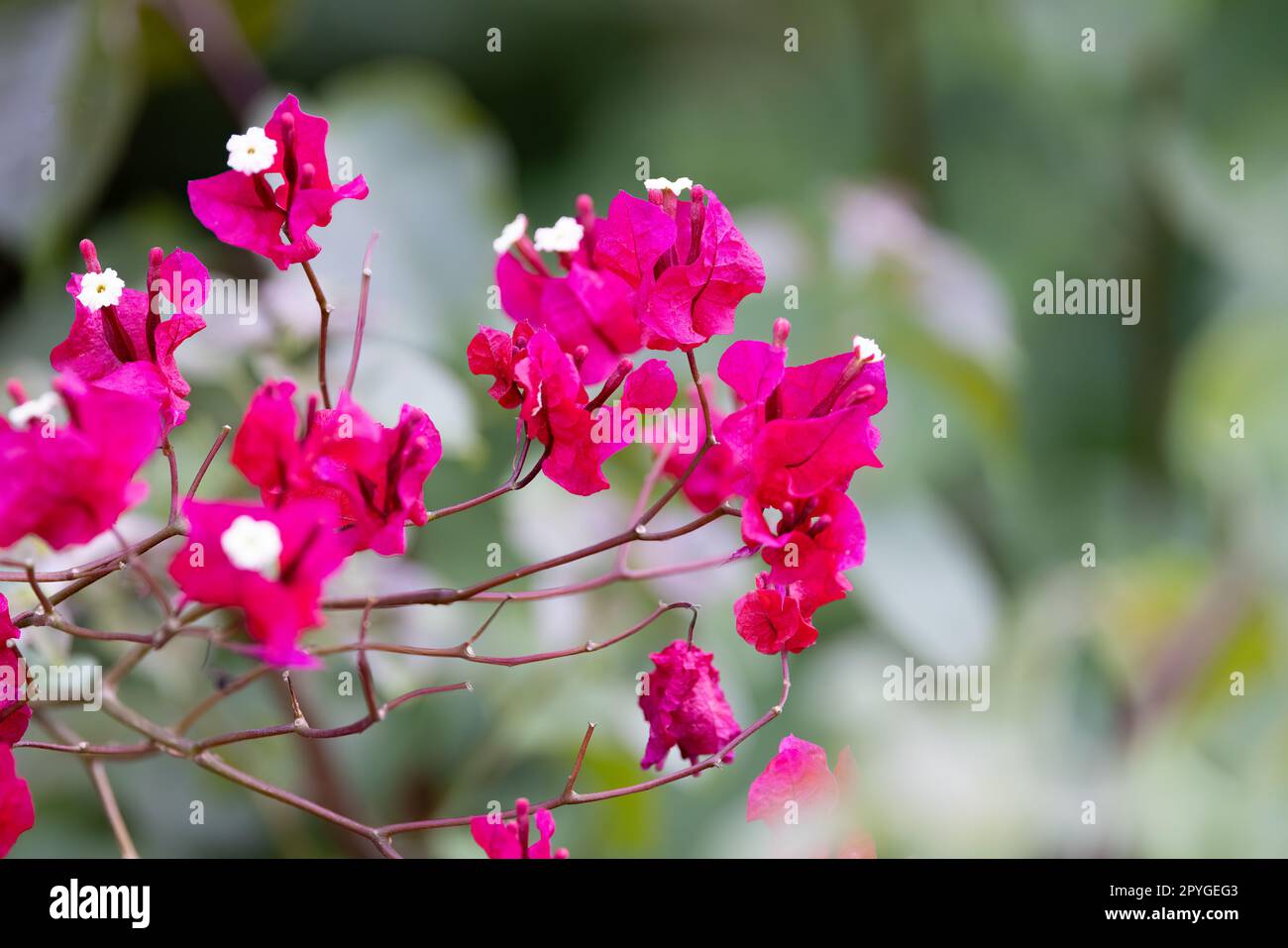 Kenyan flora hi-res stock photography and images - Alamy
