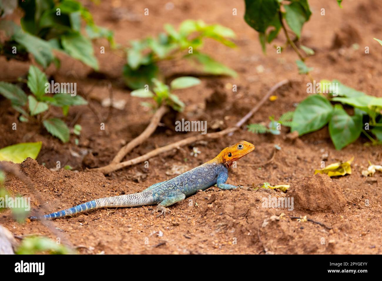 A vibrant orange head agama lizard basks in the sun on the orange-brown ...