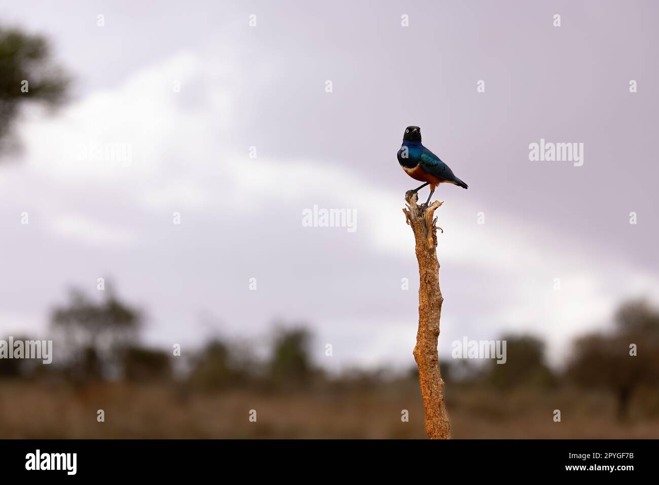 This closeup photo captures the stunning colors of the Superb Starling ...