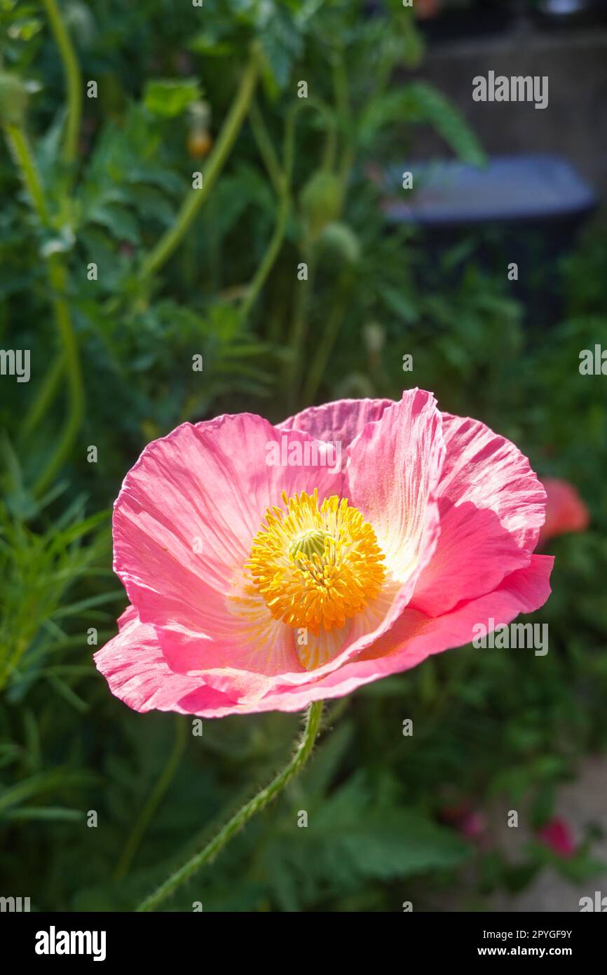 Pink poppies ( papaver orientale ) growing in a California back yard ...