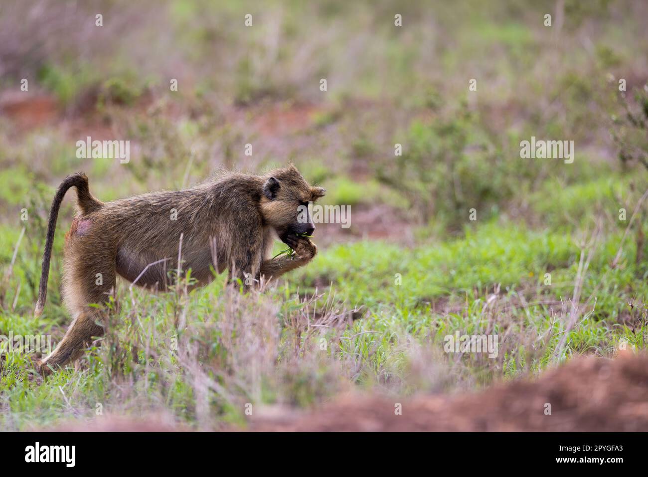 A close-up photo of a yellow baboon walking on the red road of the ...