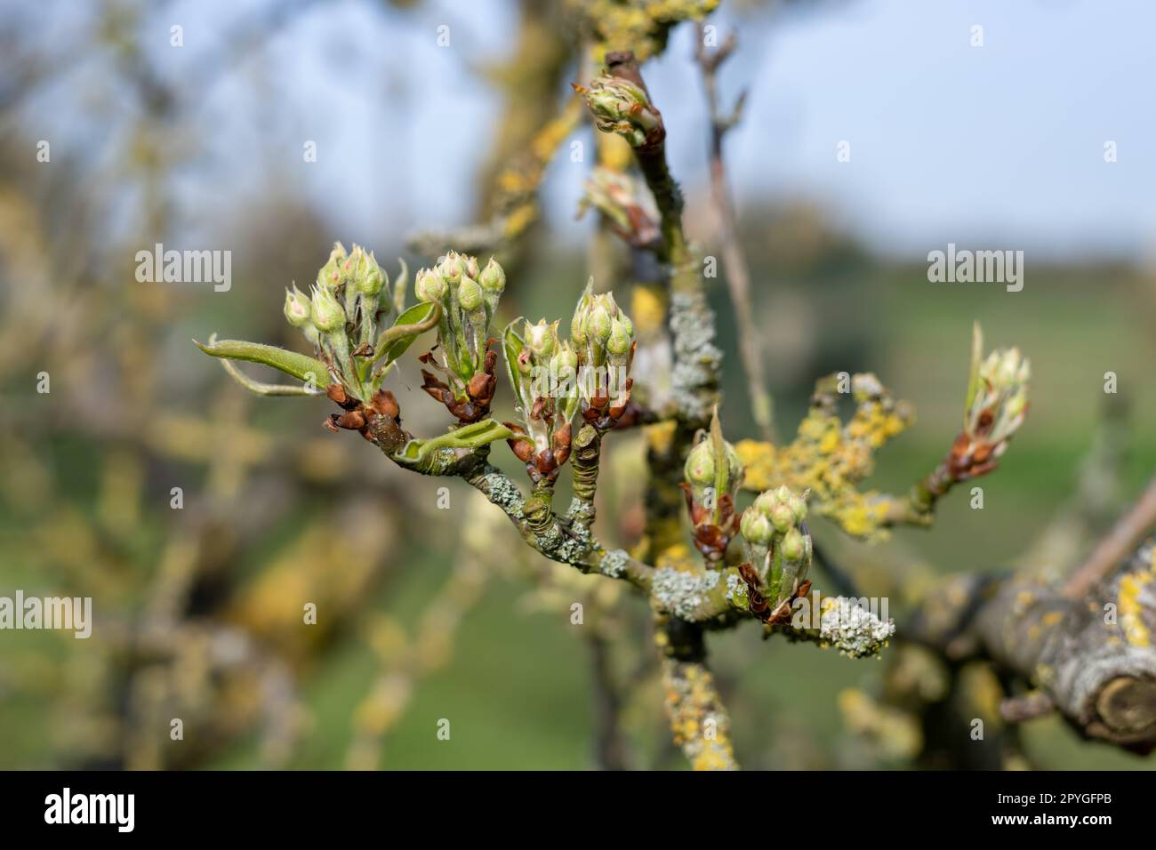 Close up of fruit buds at the green cluster growth stage on a ...