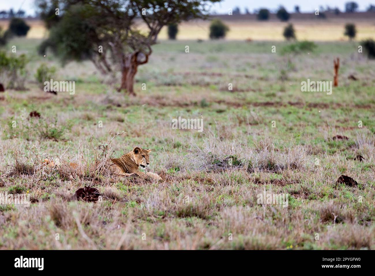 A powerful lioness rests on the vast and open savannah of the Kenyan ...