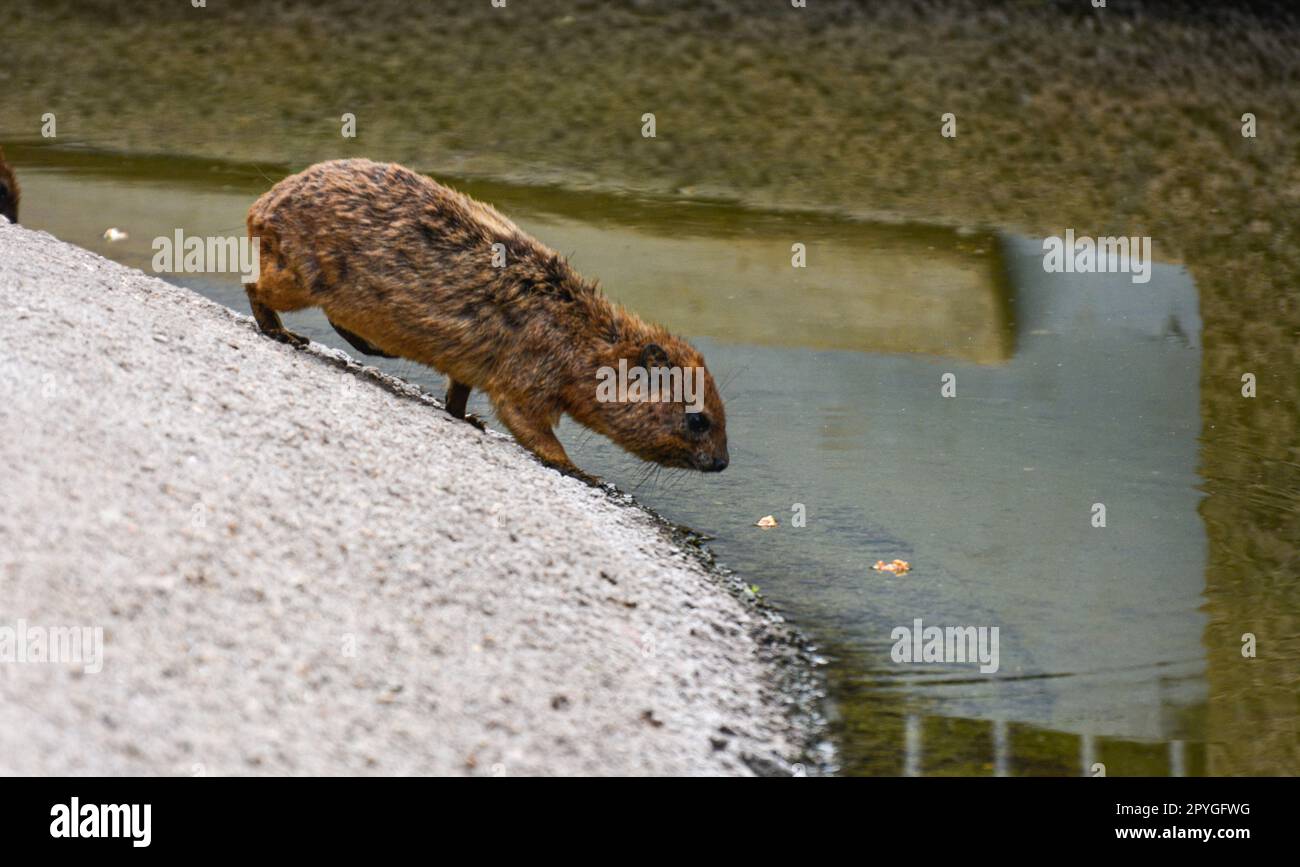 An adorable baby beaver stands atop a riverbank, poised to take a sip ...