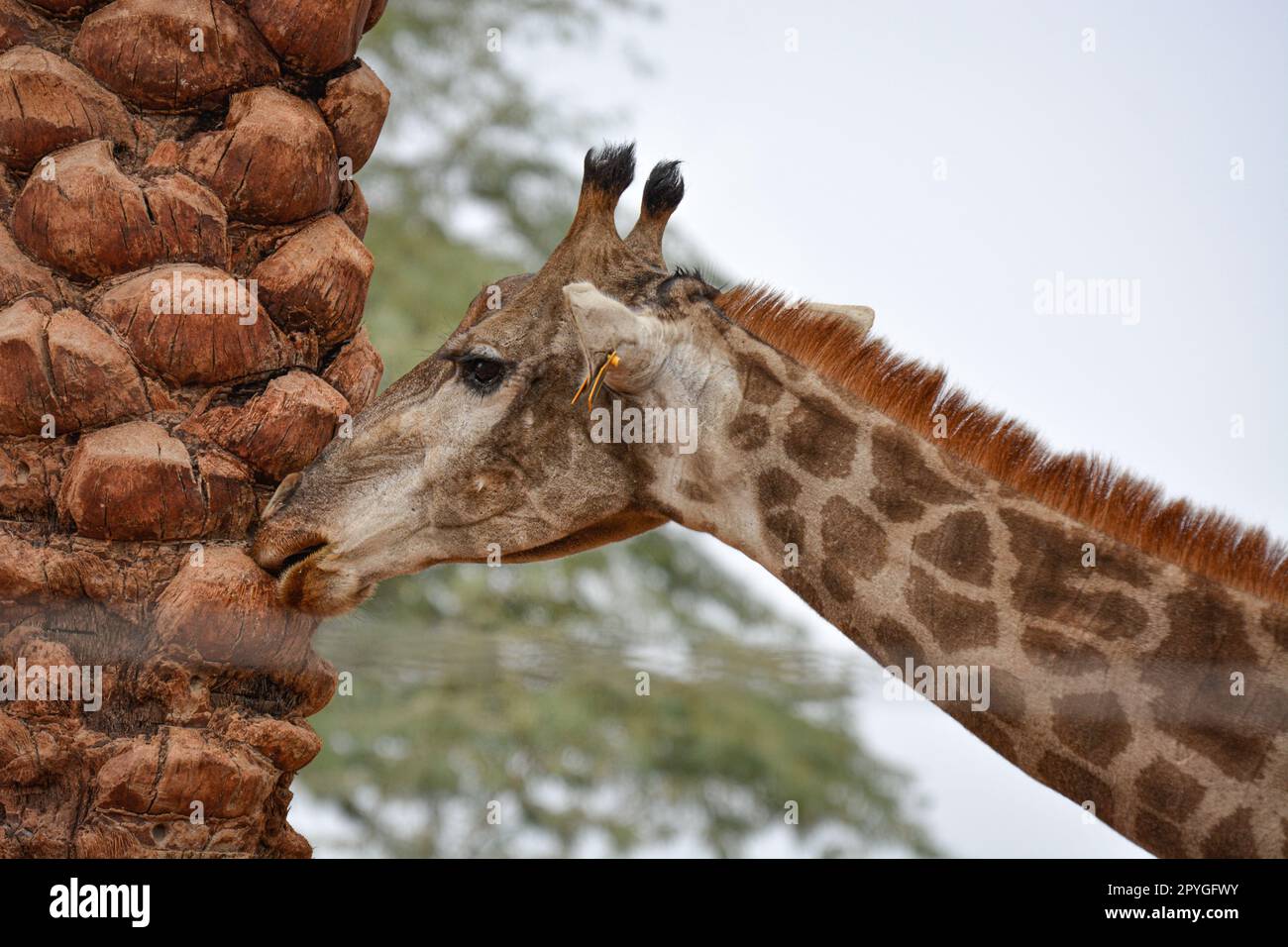 African patterned hi-res stock photography and images - Alamy
