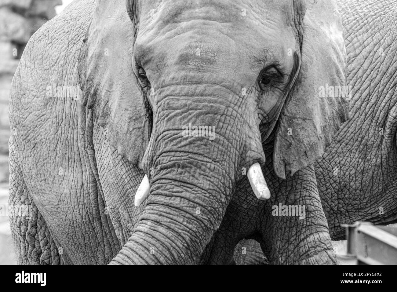 Very old elephant hi-res stock photography and images - Alamy