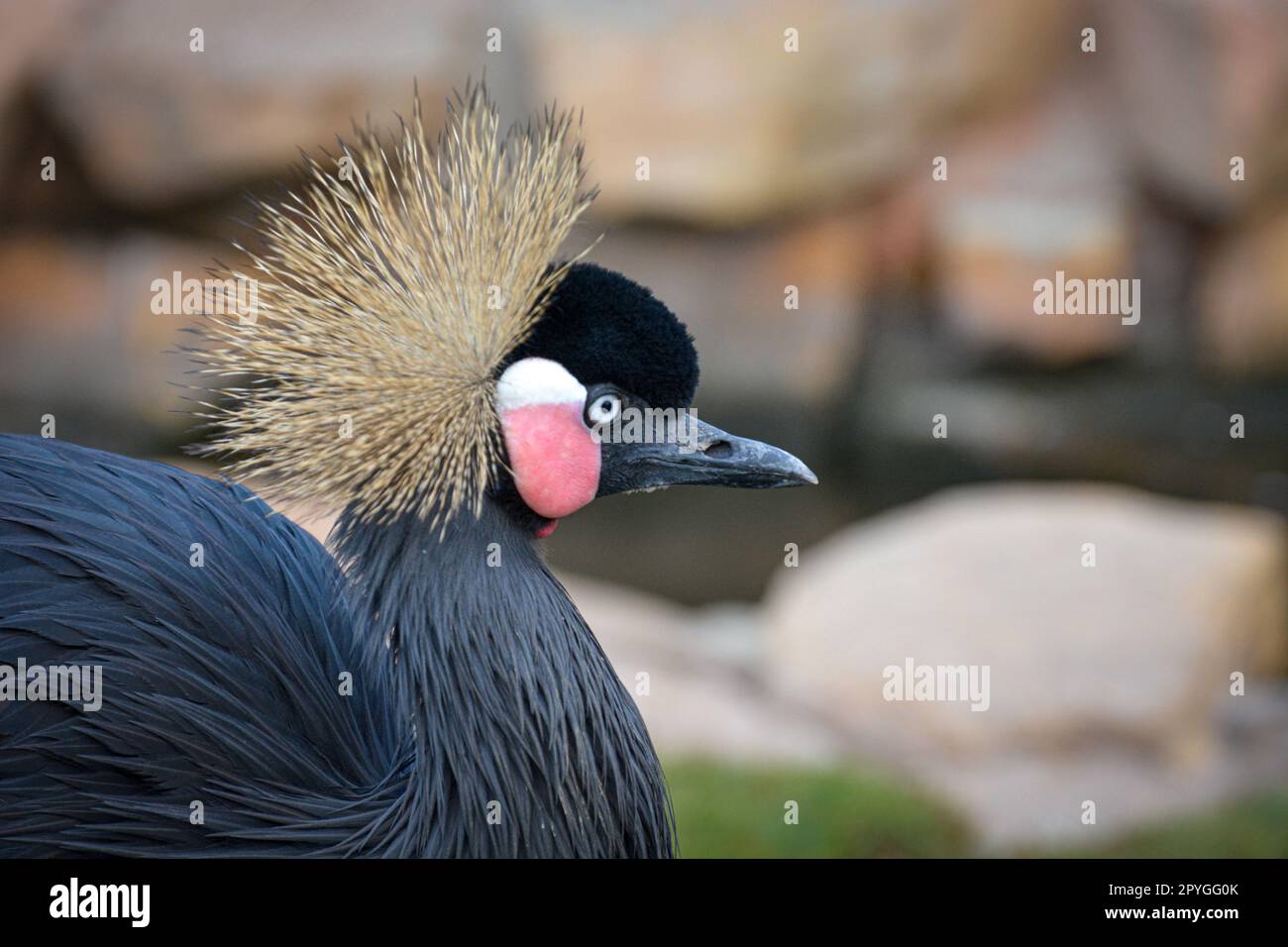 A majestic gold crown in a zoo setting, with a blurred background Stock ...