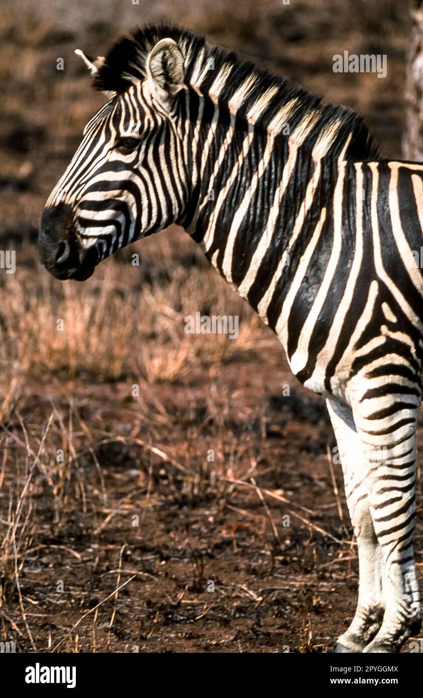 Plains zebra in kruger national park south africa hi-res stock ...