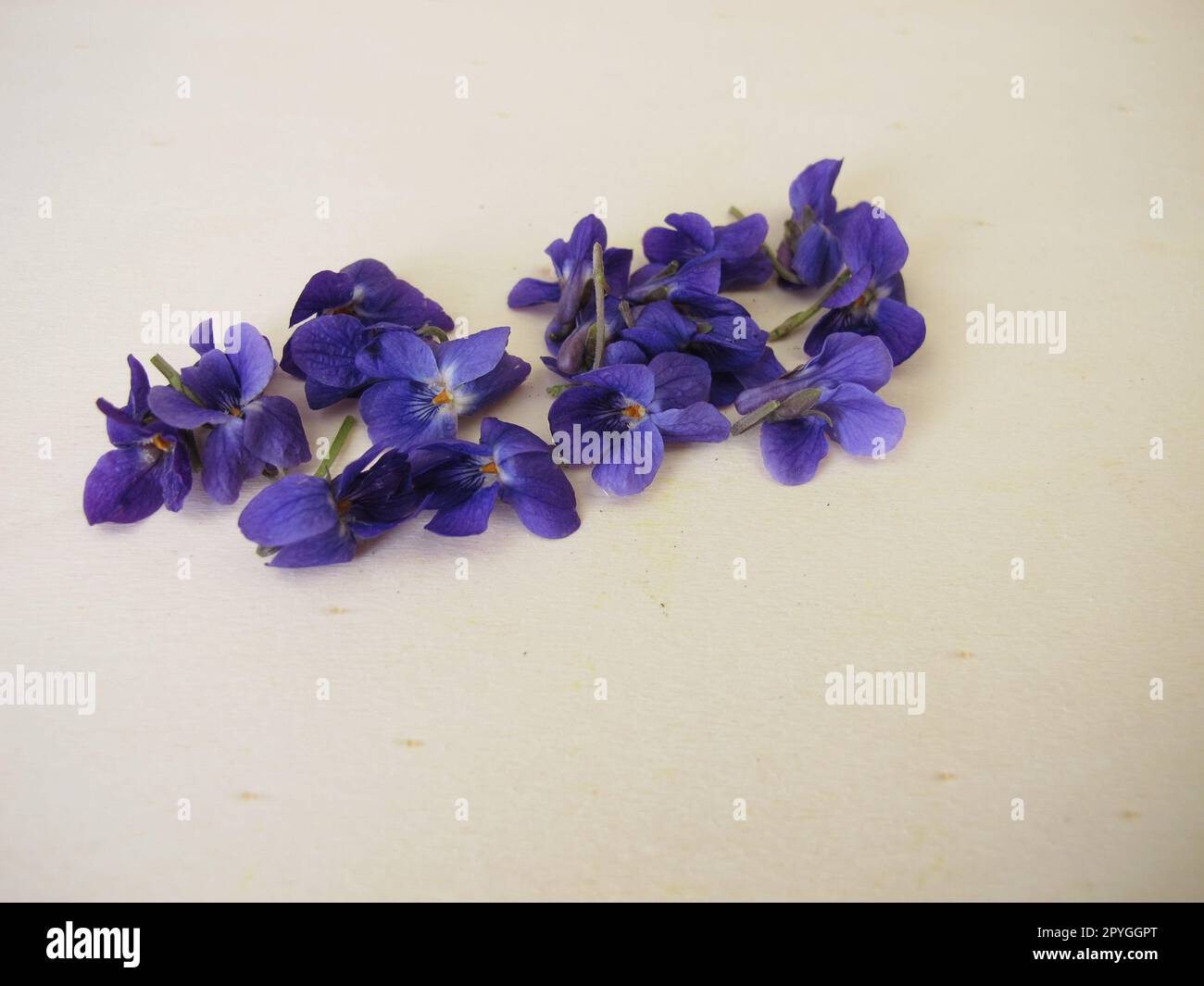 Violets flower medicinal hi-res stock photography and images - Alamy