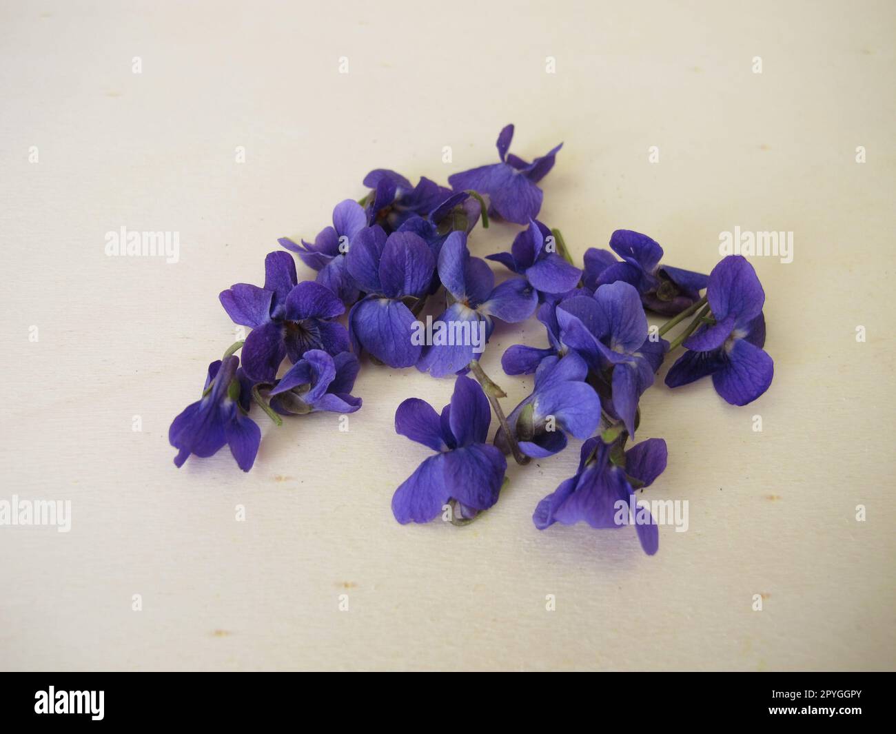 Violets flower medicinal hi-res stock photography and images - Alamy