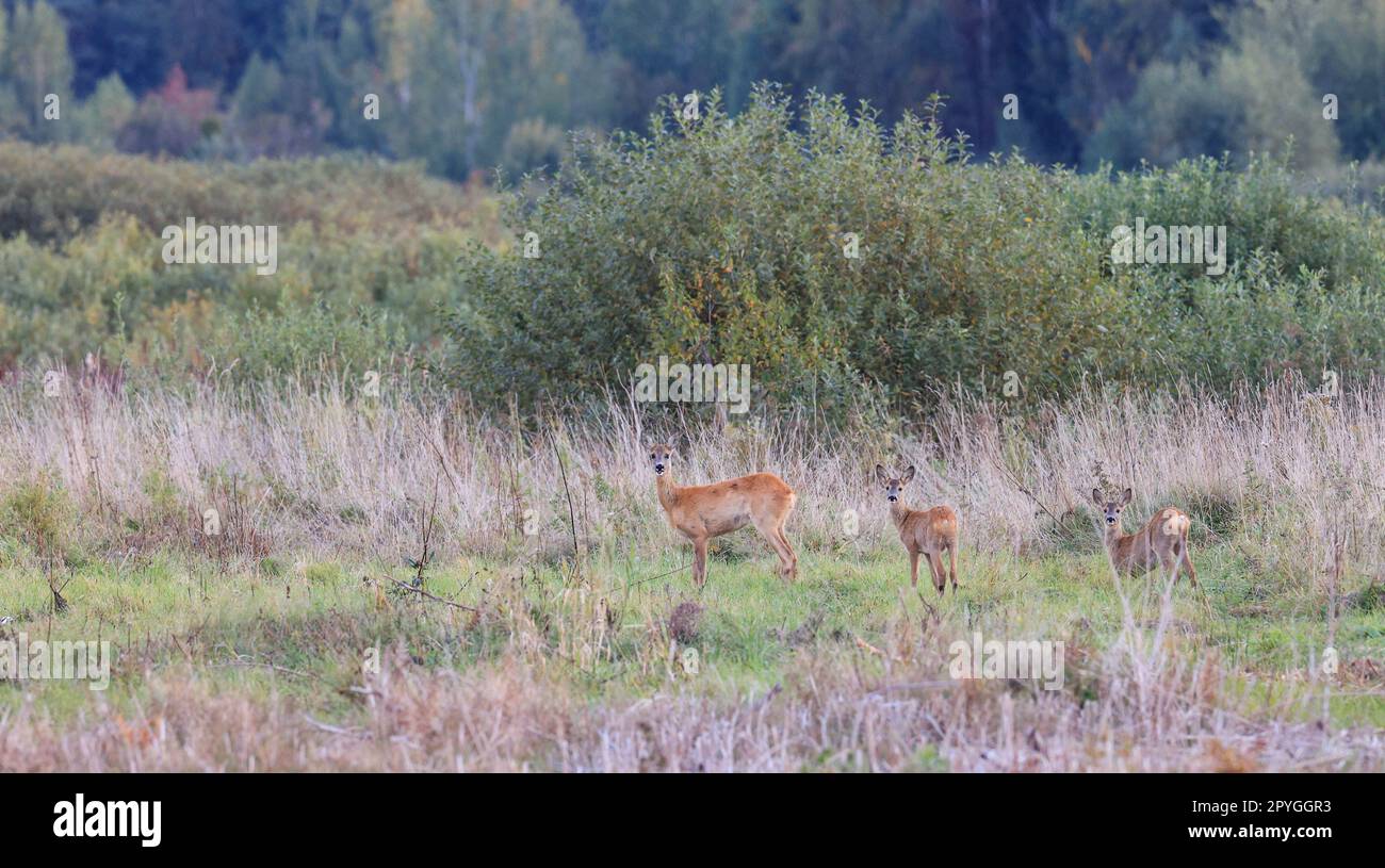 Group of European Roe Deer(Capreolus capreolus) in autumn Stock Photo ...