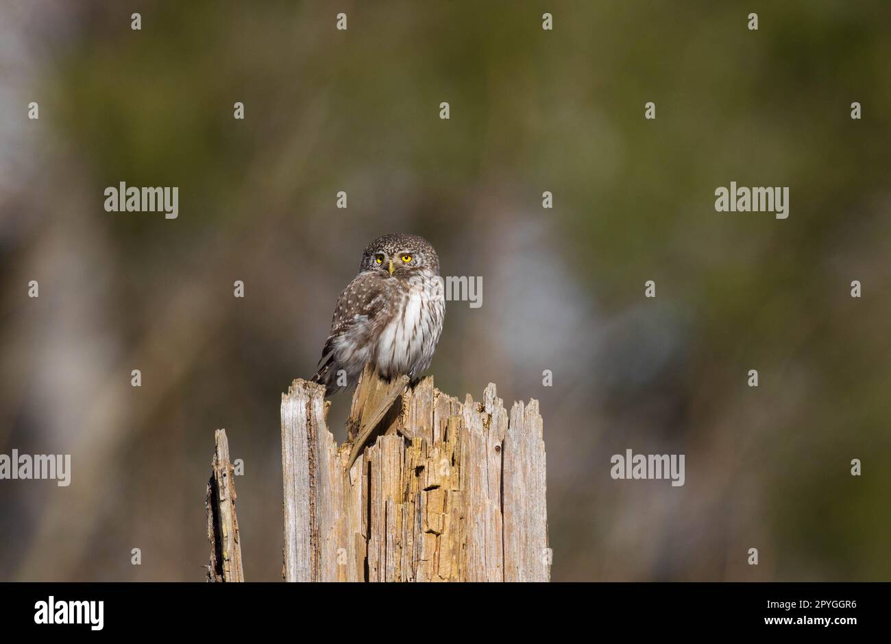 Eurasian pygmy owl (Glaucidium passerinum) in winter sun Stock Photo ...