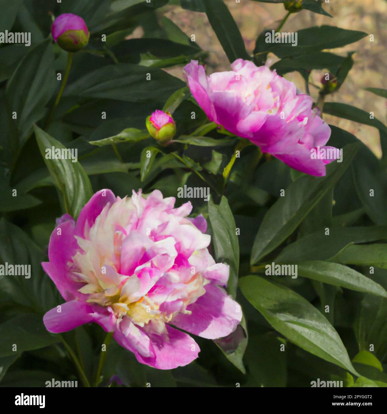 Beautiful pink peony flowers close up. Peony is a genus of herbaceous ...