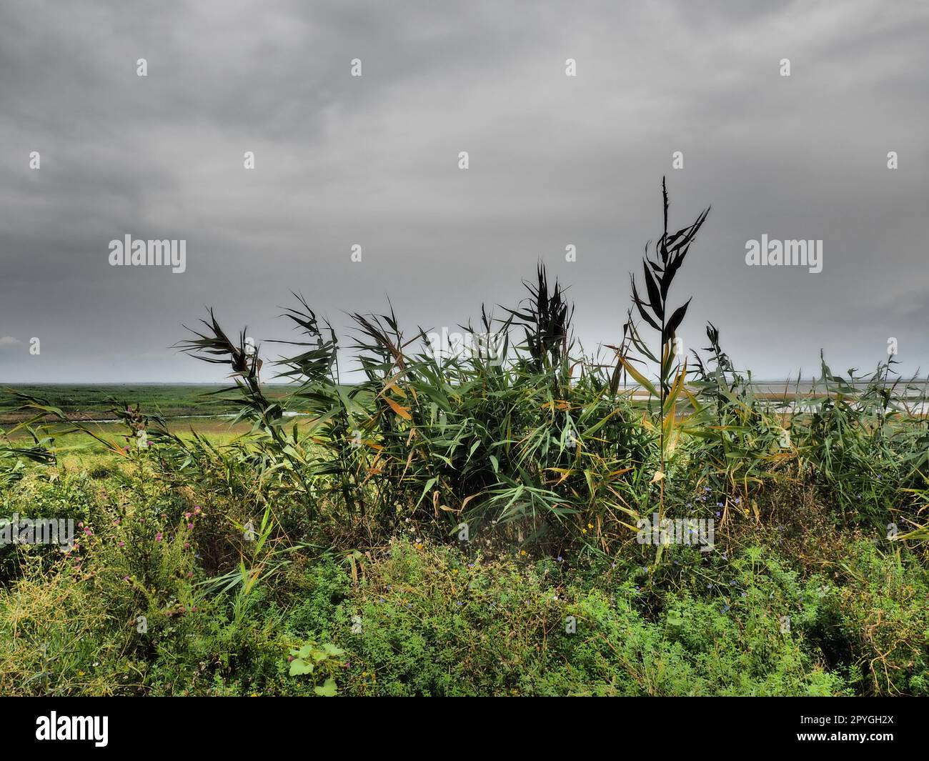 Common reed, or southern reed, Phragmites australis, a tall perennial ...