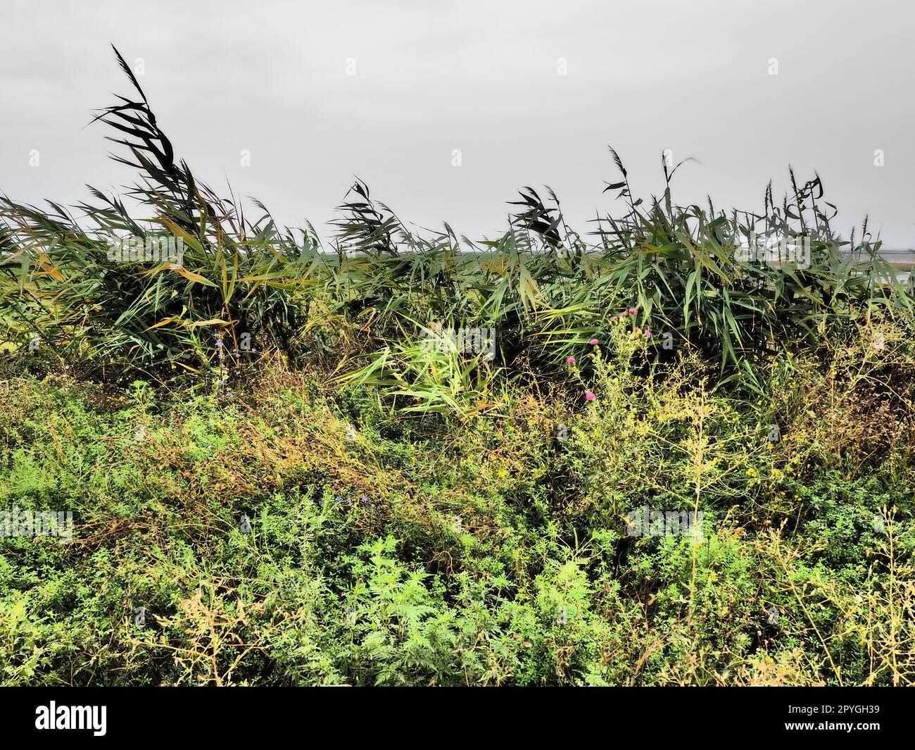 Common reed, or southern reed, Phragmites australis, a tall perennial ...