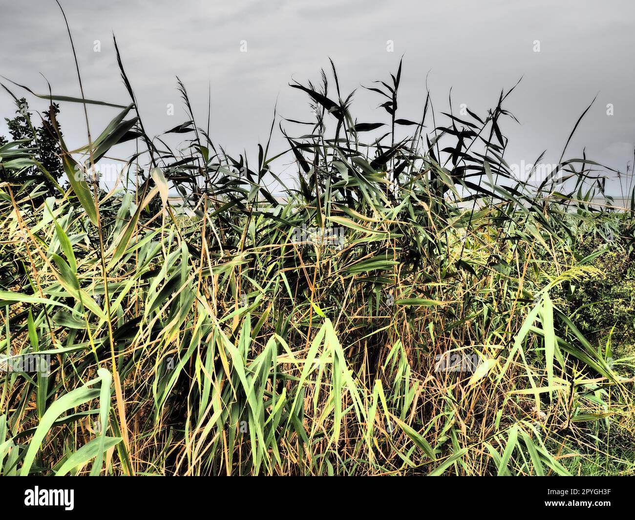 Common reed, or southern reed, Phragmites australis, a tall perennial ...