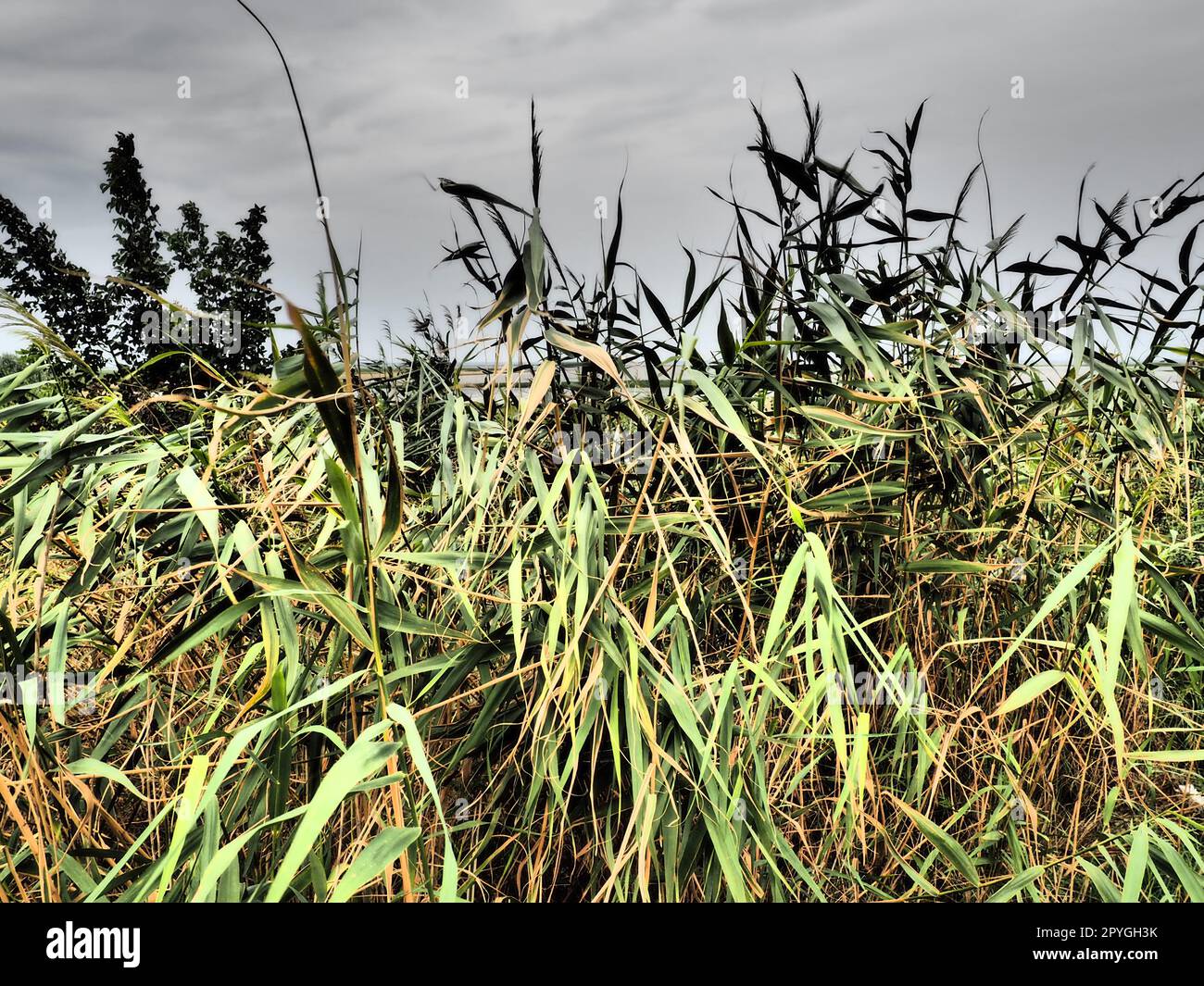 Common reed, or southern reed, Phragmites australis, a tall perennial ...