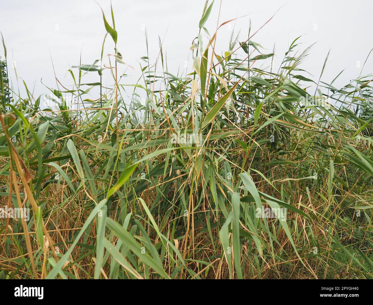 Common reed, or southern reed, Phragmites australis, a tall perennial ...