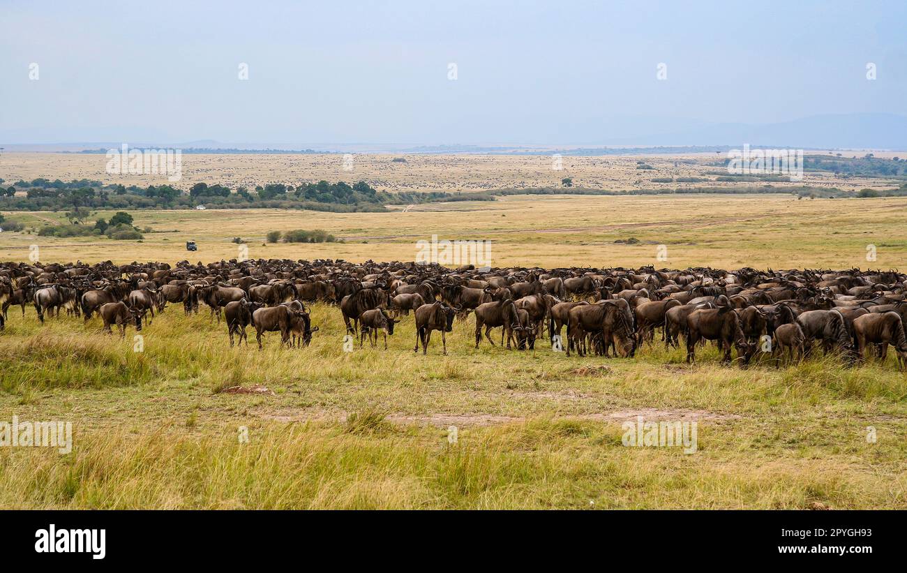 The big migration of the Wildebeests in Africa Stock Photo - Alamy