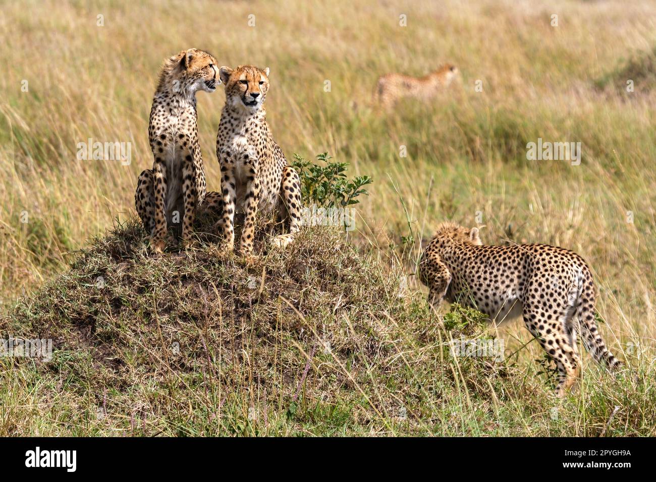 Cheetahs in the savannah of africa Stock Photo - Alamy