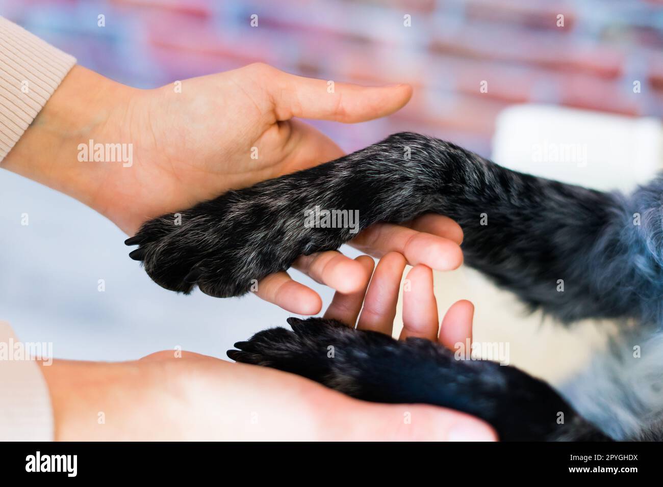 Man holds the dog's paw with love feeding mudi dog. On a brick ...