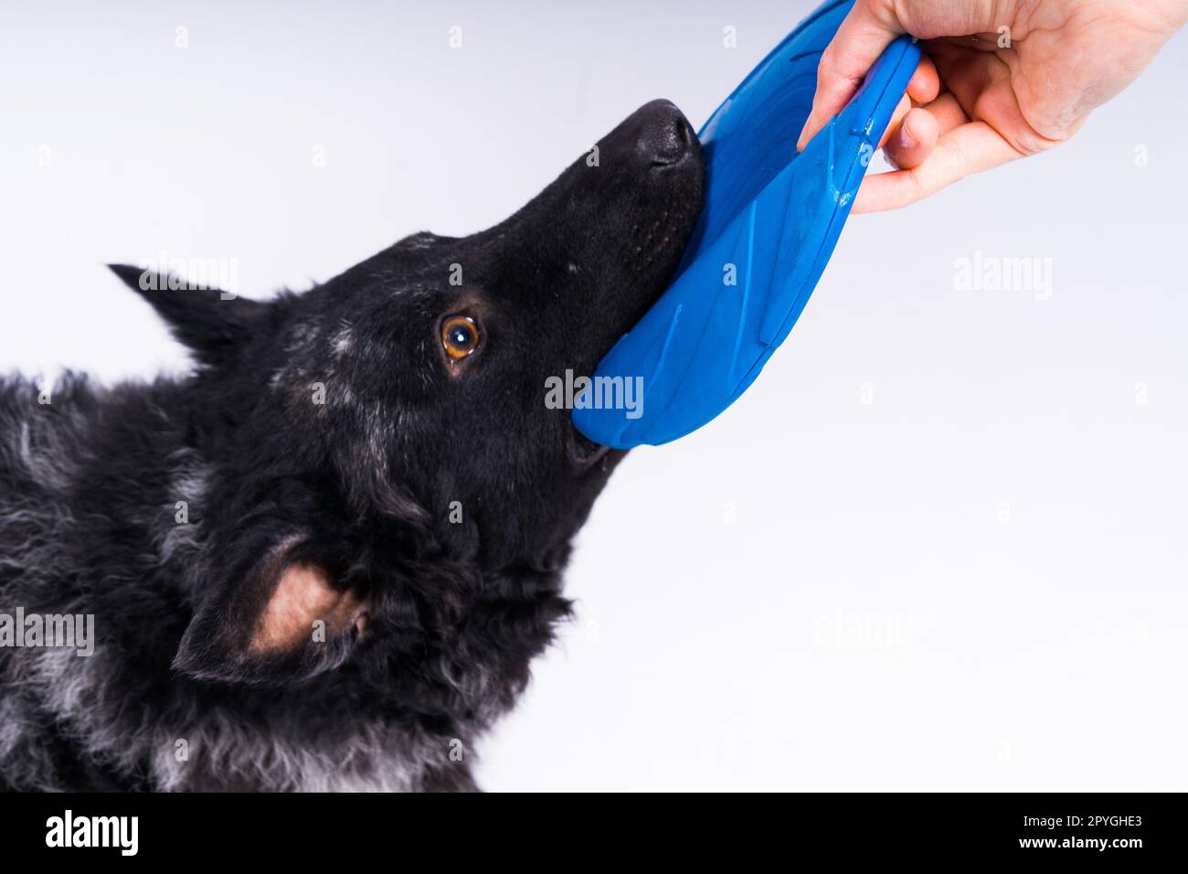 A playful mudi breed dog picking up a blue frisbee with her teeth Stock ...