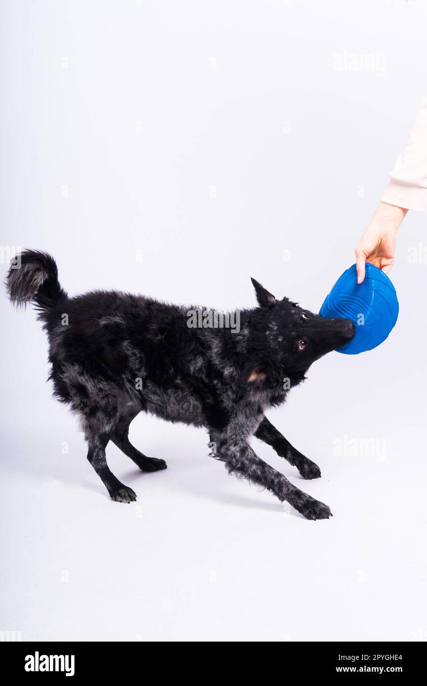A playful mudi breed dog picking up a blue frisbee with her teeth Stock ...