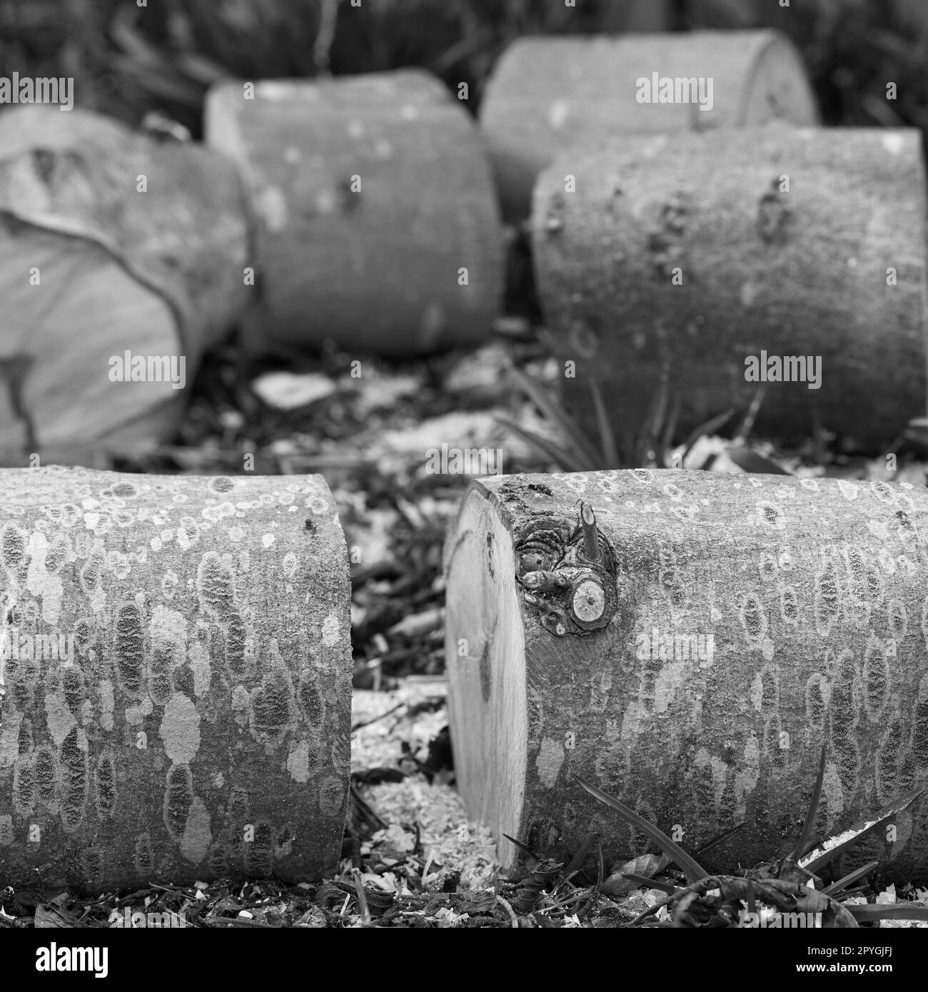 Chestnut log hi-res stock photography and images - Alamy