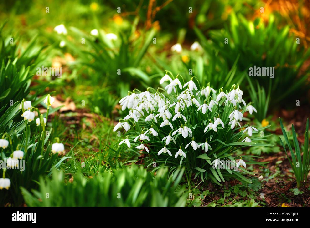 Drooping flowers hi-res stock photography and images - Alamy
