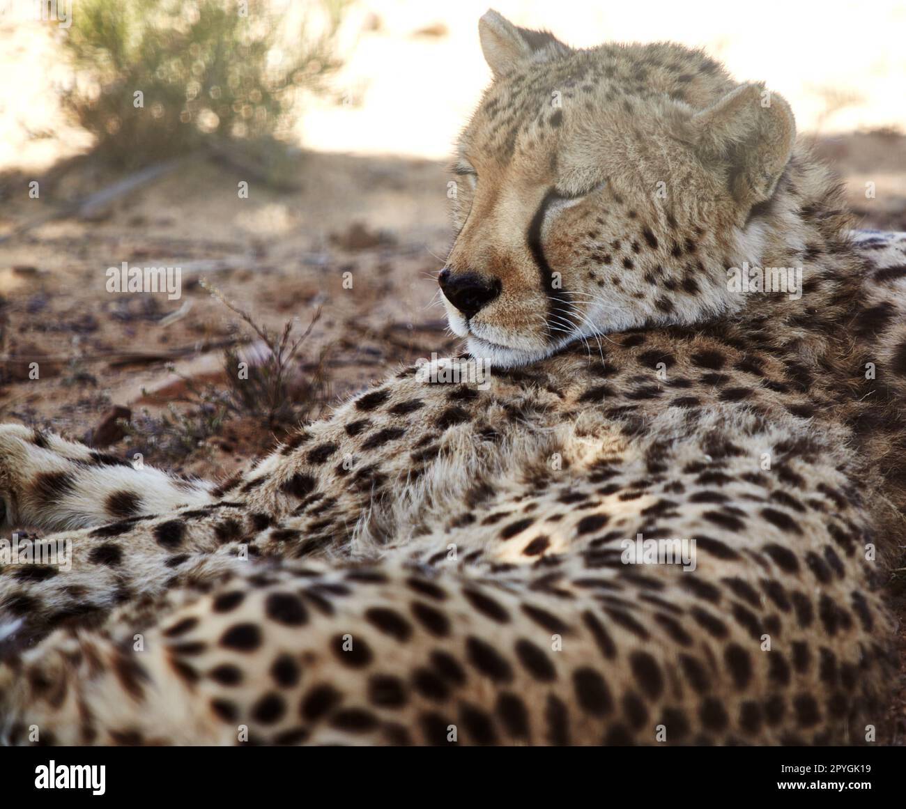 Getting some rest for the next hunt. a cheetah on the plains of Africa ...
